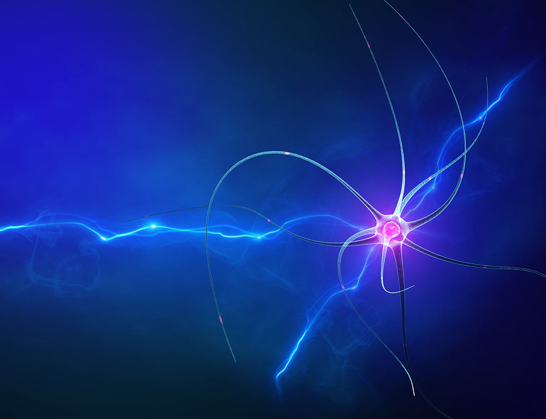 Secrets of the Second Brain – U.S. Enzymes